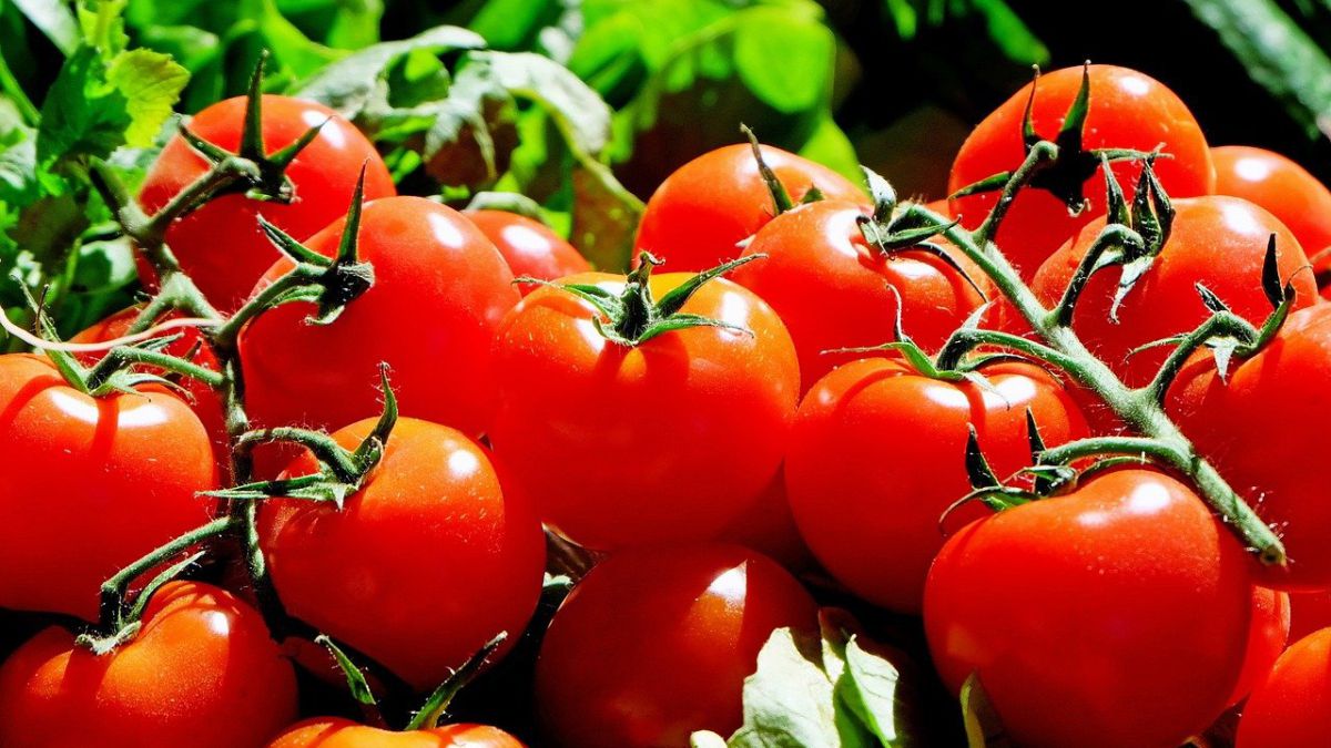 Los envíos de tomate siguen estancados - FreshFruit